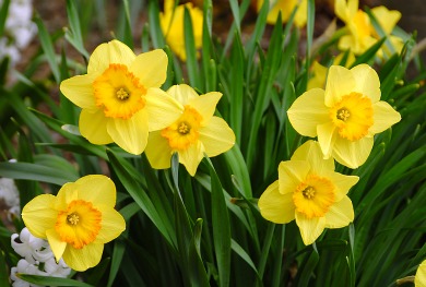 Why daffodils matter this season | The Oxford Eagle