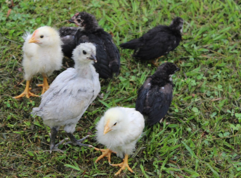 Let’s talk chics — Advice from the Chicken Momma - The Oxford Eagle ...