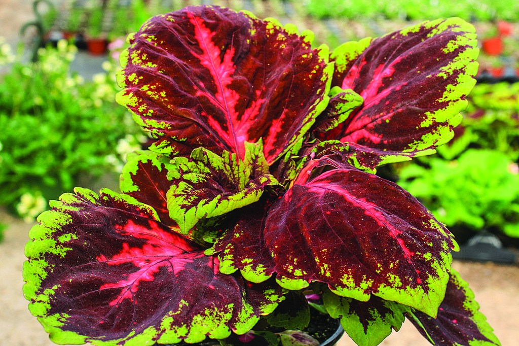 Sun coleus offers summer beauty - The Oxford Eagle | The Oxford Eagle