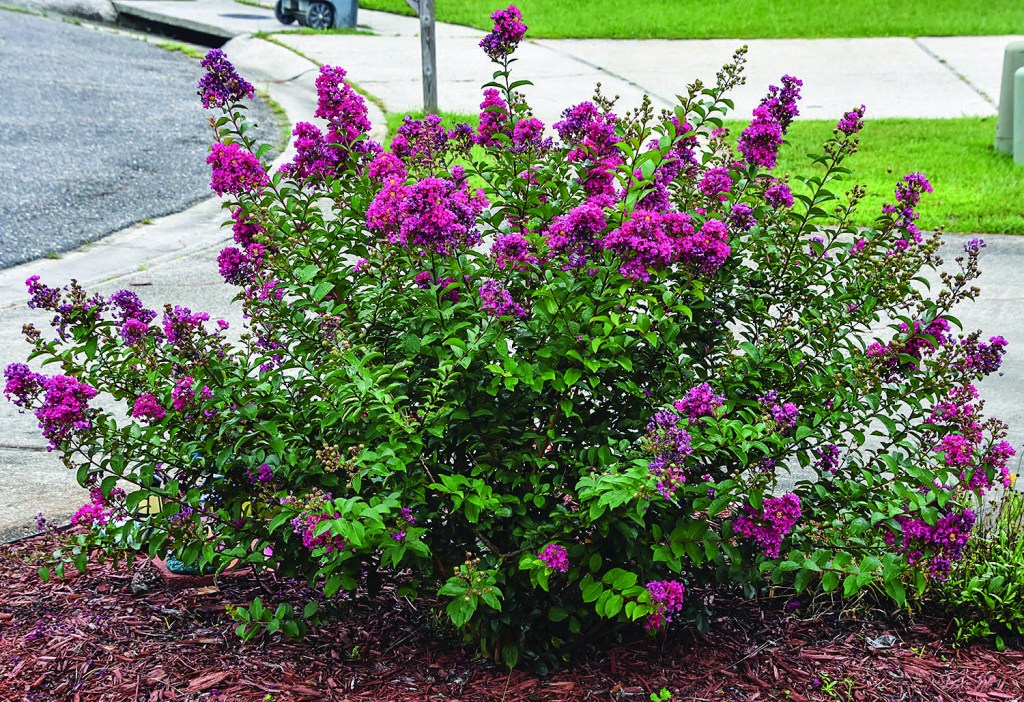 Crape myrtle is must-have in all Southern gardens and lawns - The ...