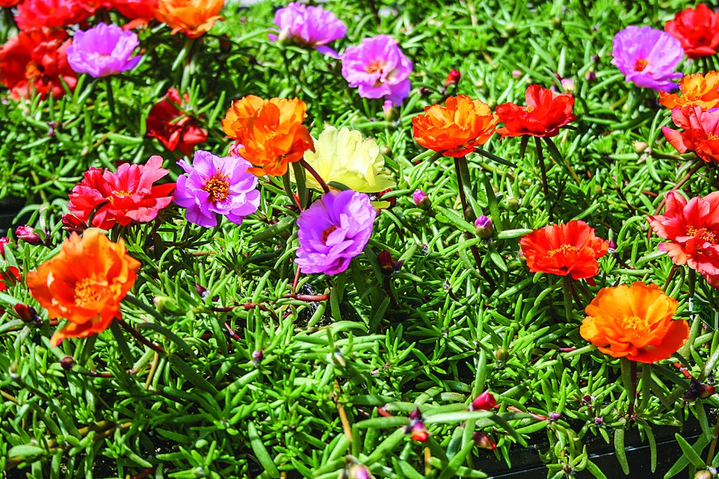 Try moss rose in summer containers and landscapes - The Oxford Eagle ...
