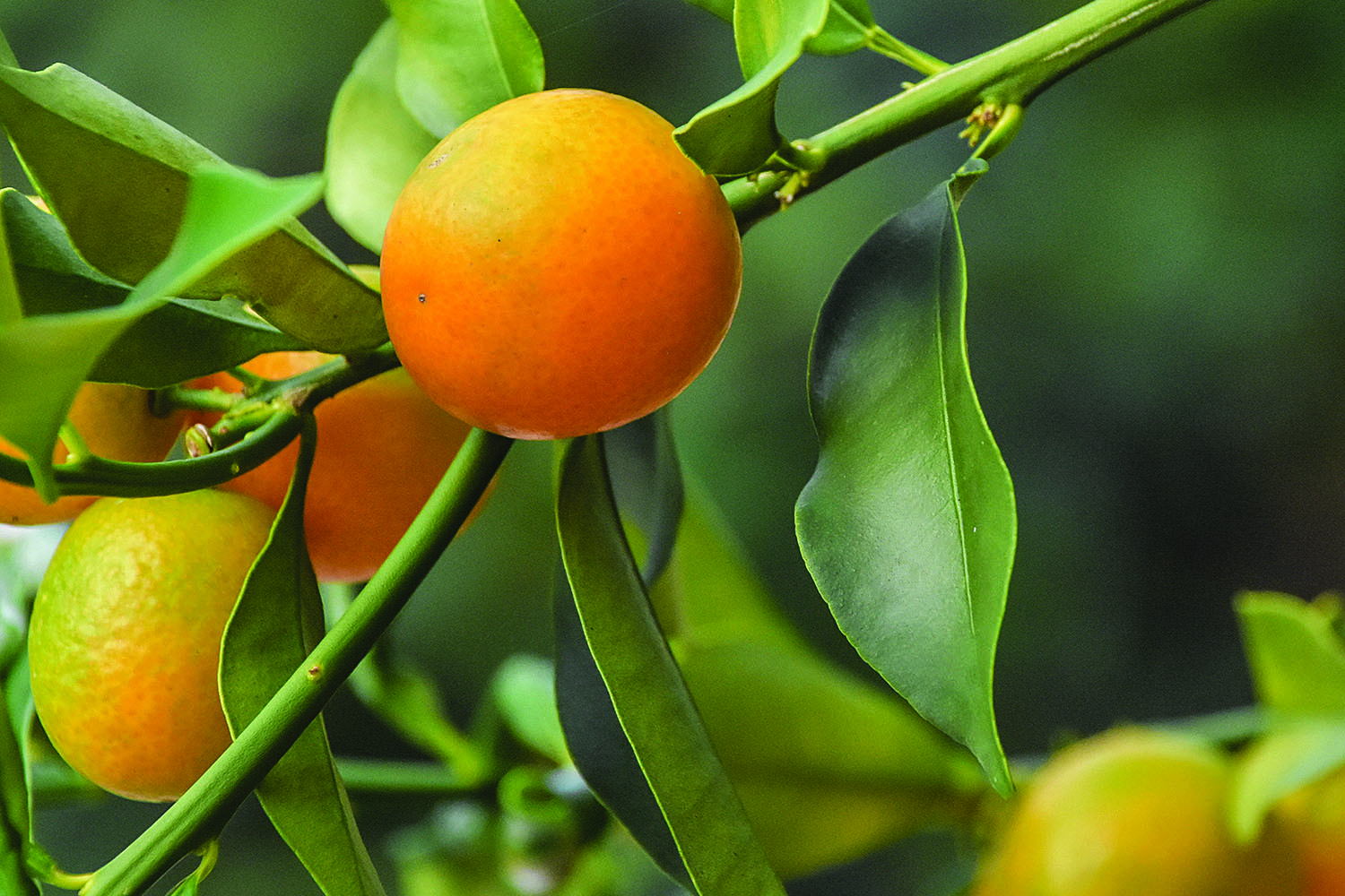 Summer citrus growth brings autumn harvest | The Oxford Eagle