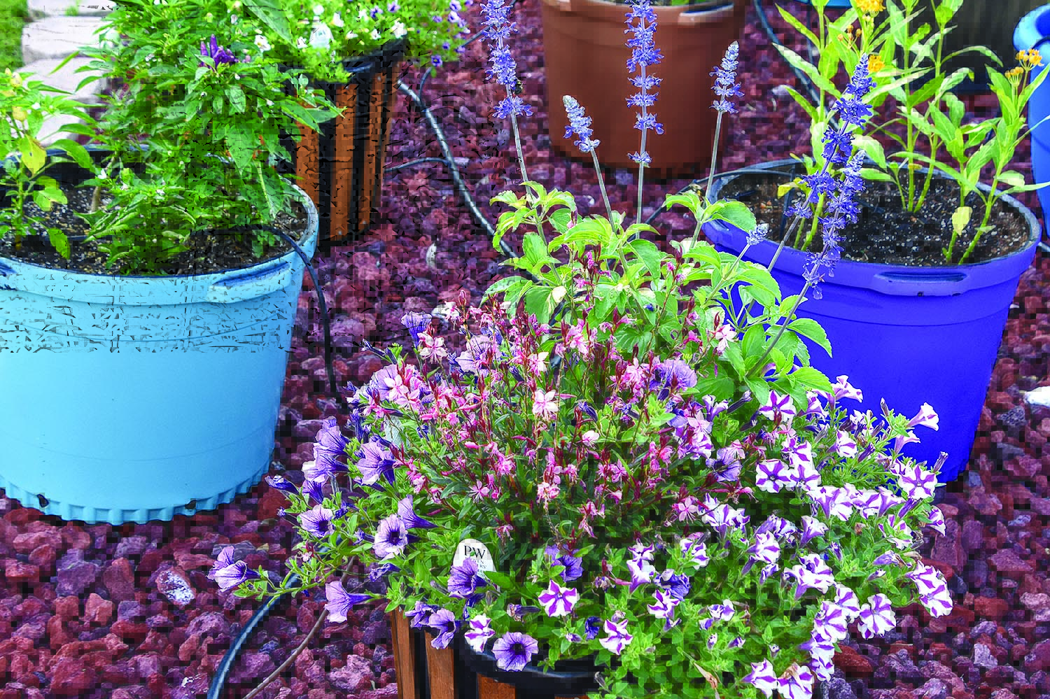 Container gardening solves several problems - The Oxford Eagle | The ...
