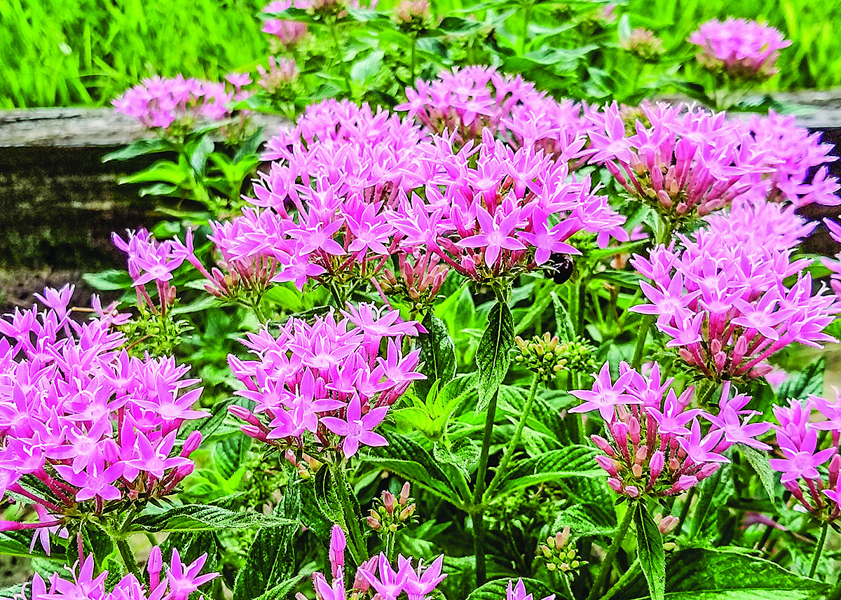 Pentas shine brightly through late summer | The Oxford Eagle