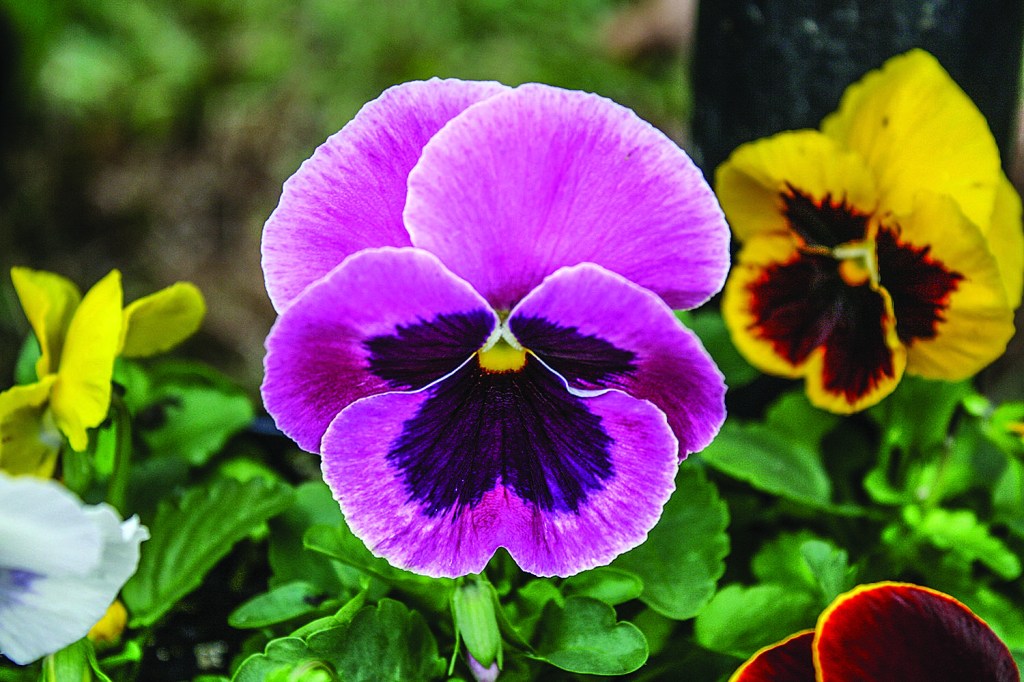 Matrix, Cool Wave pansies highlight winter gardens | The Oxford Eagle