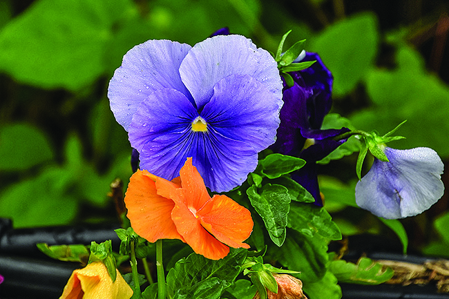 Matrix, Cool Wave pansies highlight winter gardens - The Oxford Eagle ...