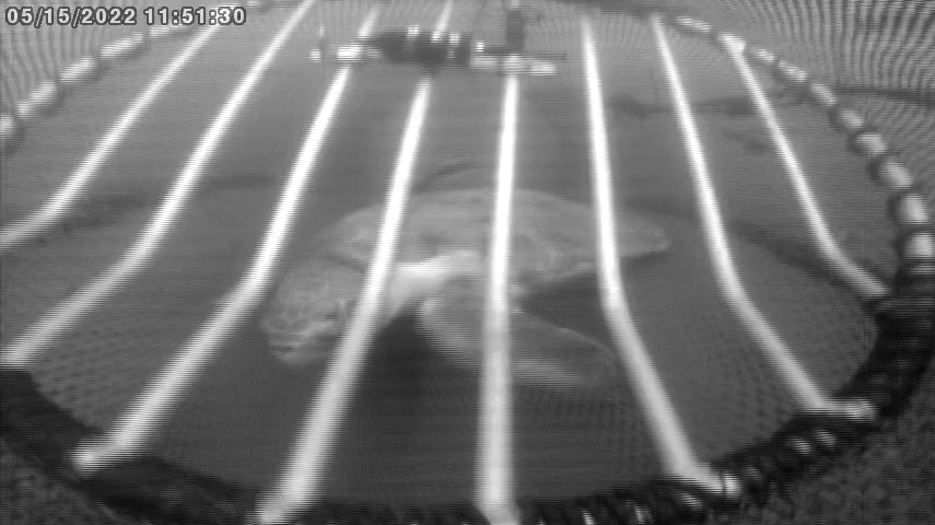 UM scientists develop unique method to measure turtle exclusion data ...