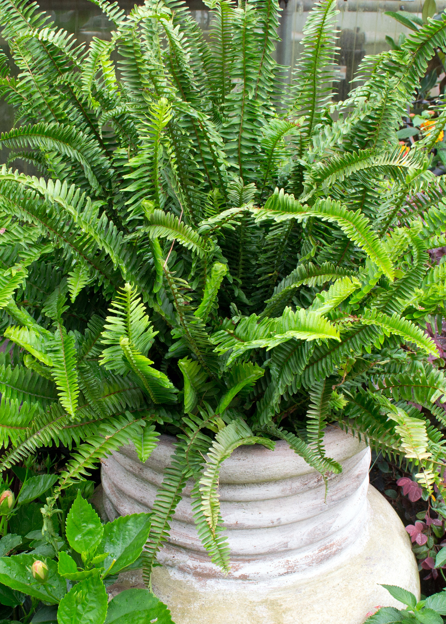 Ferns in baskets or ground add beauty | The Oxford Eagle