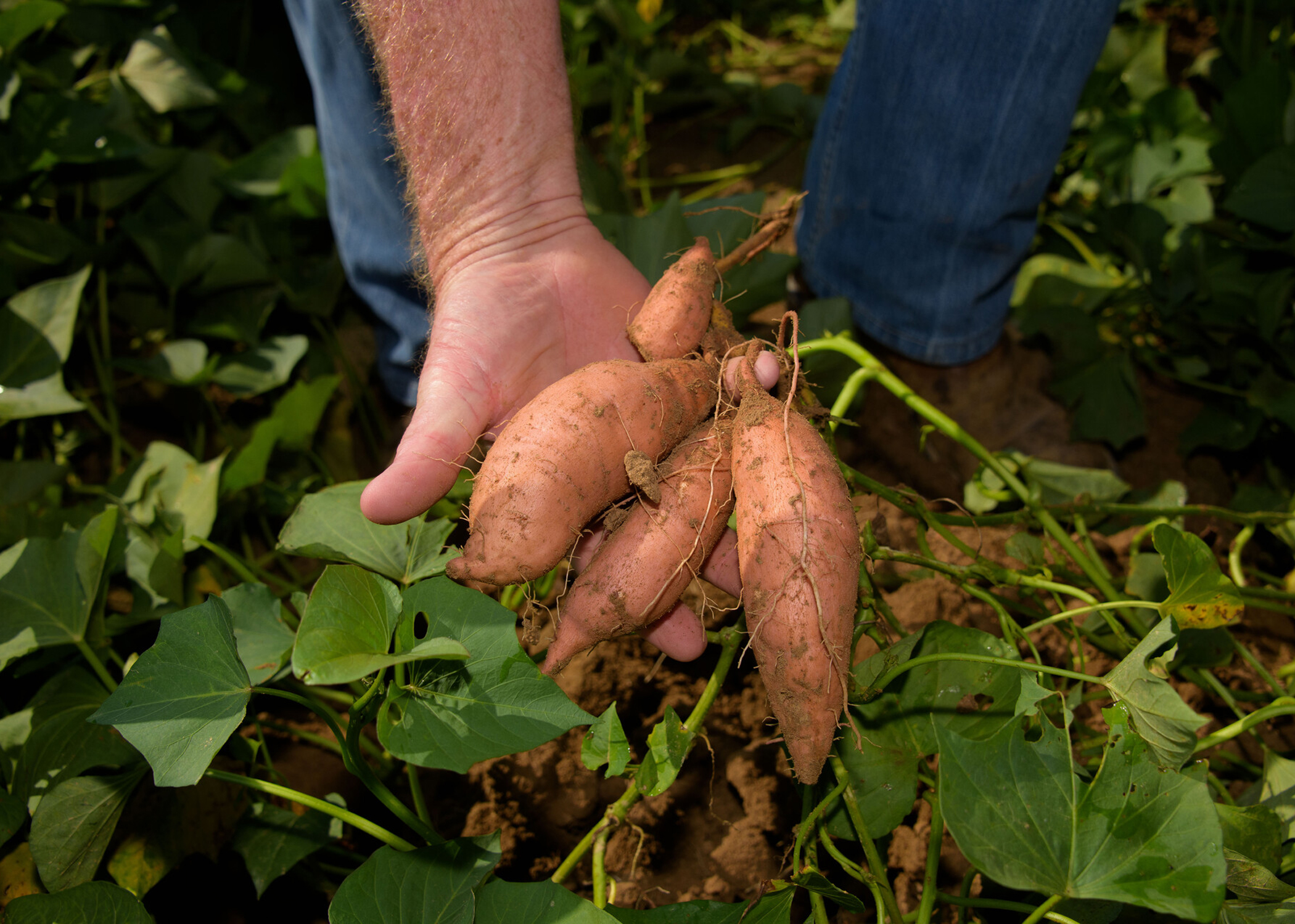 Research updates given at sweet potato field day | The Oxford Eagle