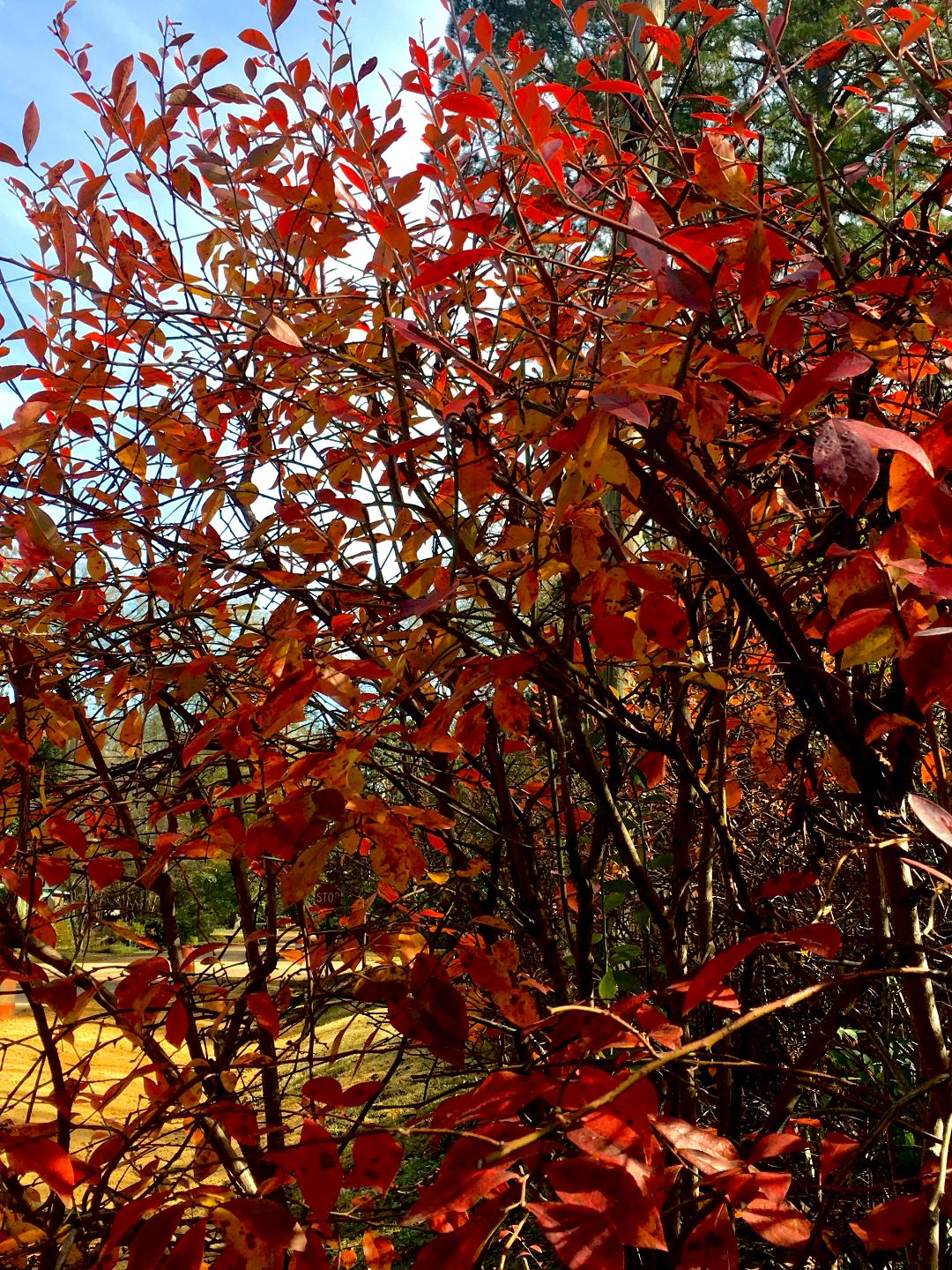 Magnolia state now the blueberry state - The Oxford Eagle | The Oxford ...