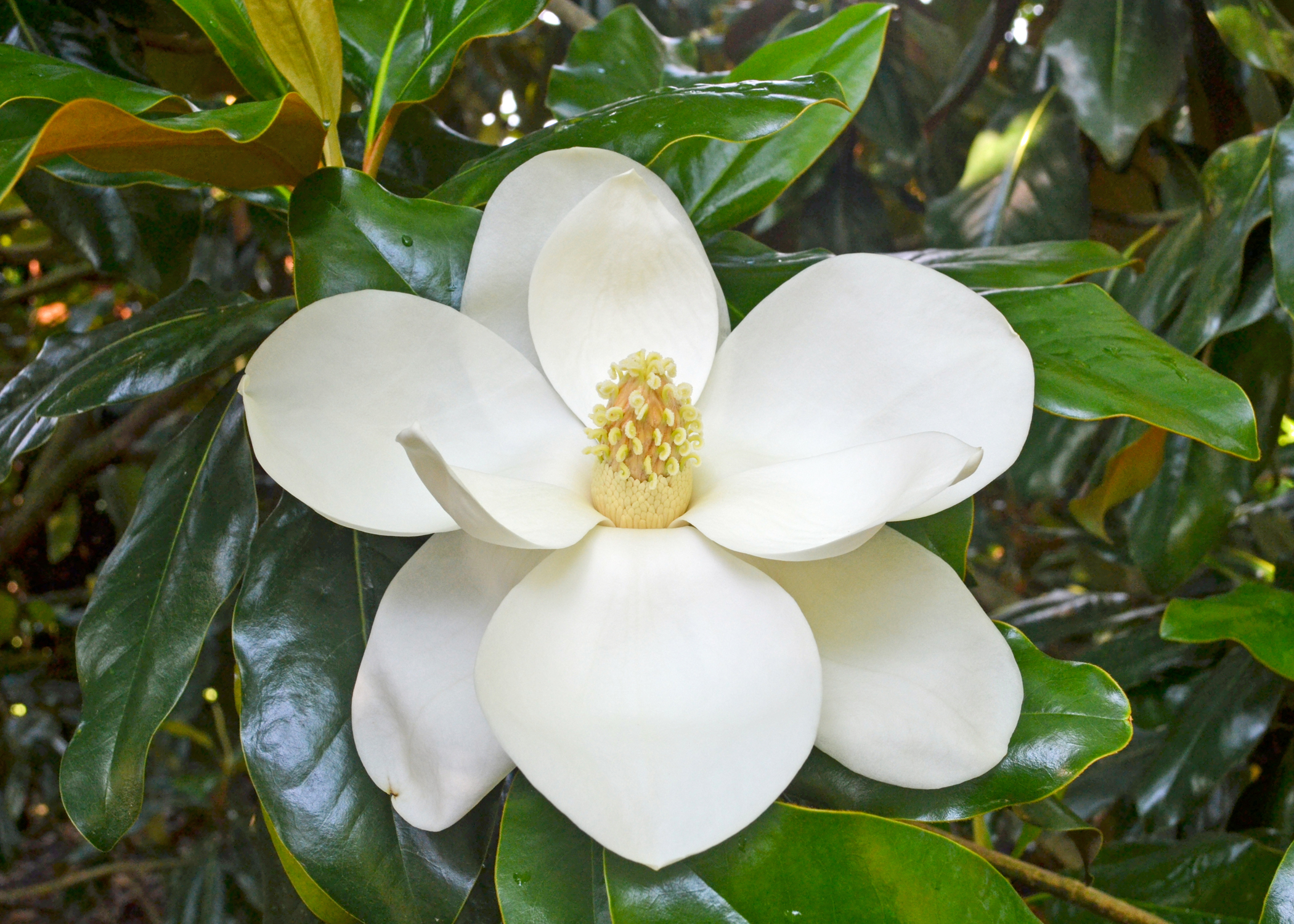 Southern magnolias add evergreen charm, beauty | The Oxford Eagle
