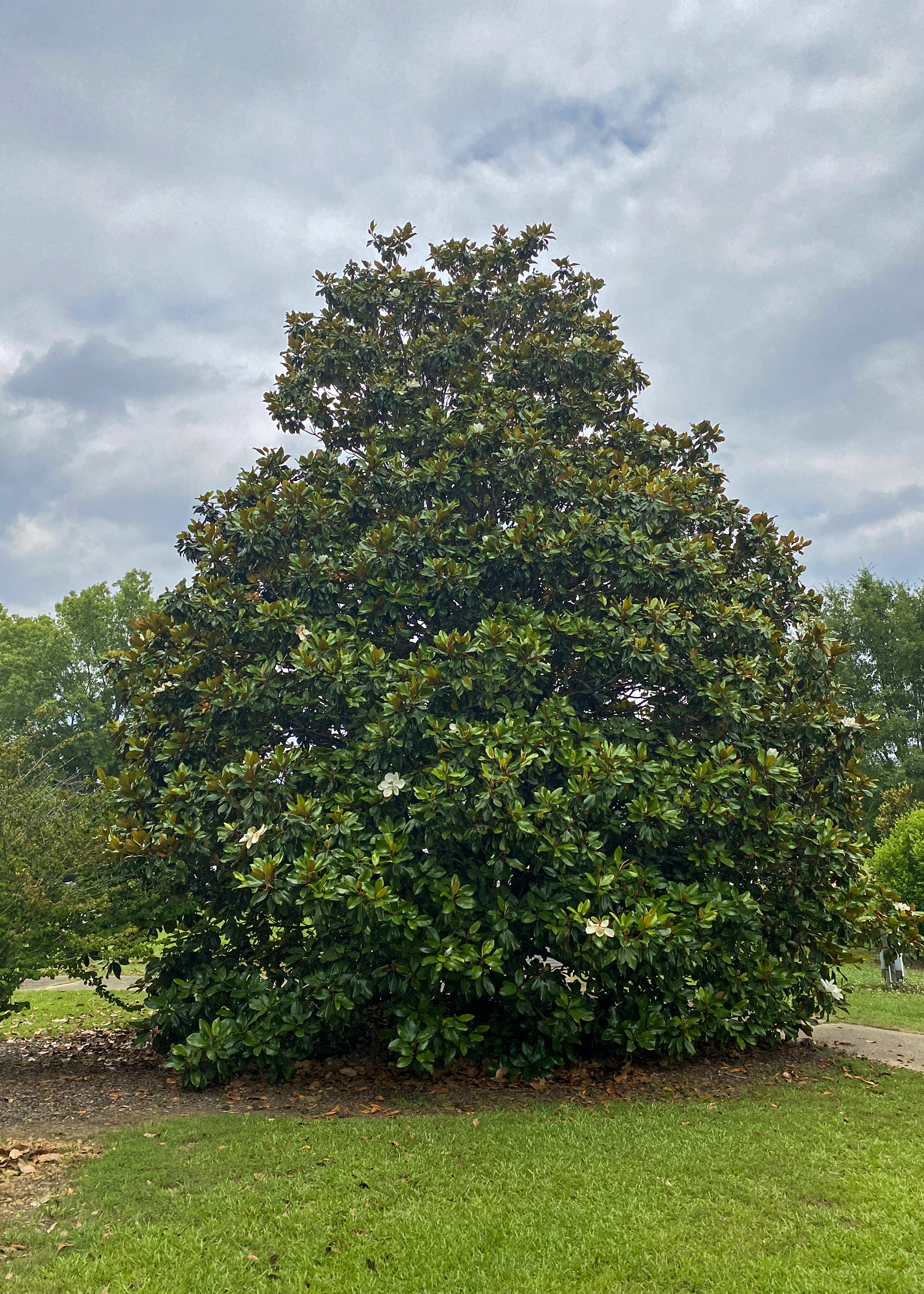Southern magnolias add evergreen charm, beauty | The Oxford Eagle