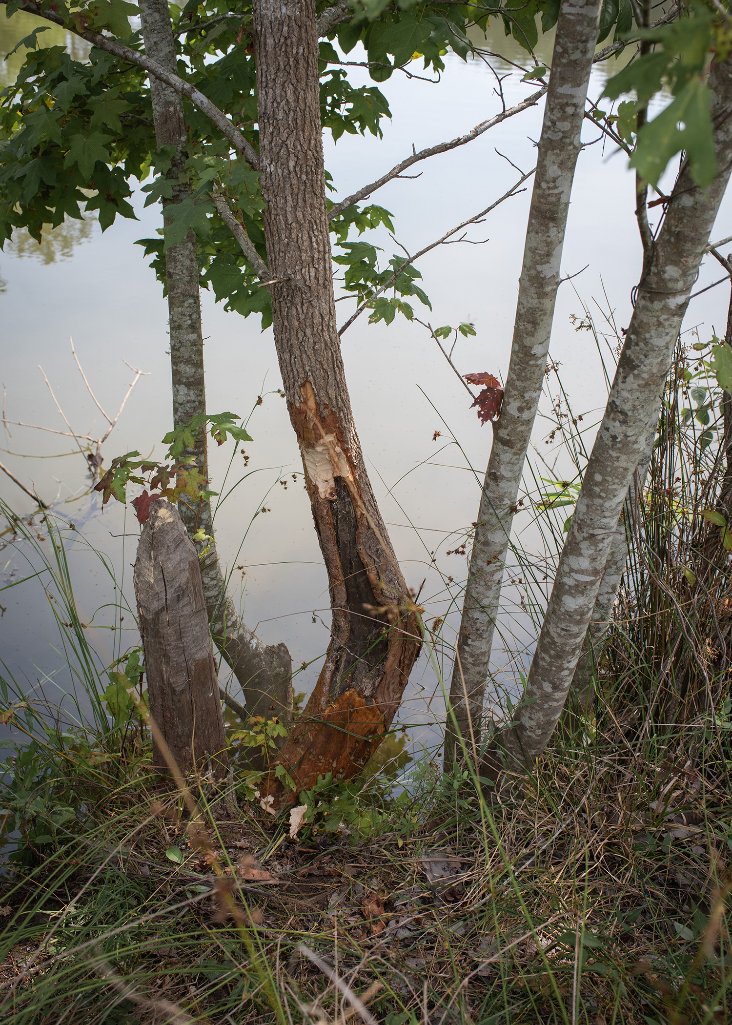 Methods exist to control nuisance beavers on land | The Oxford Eagle