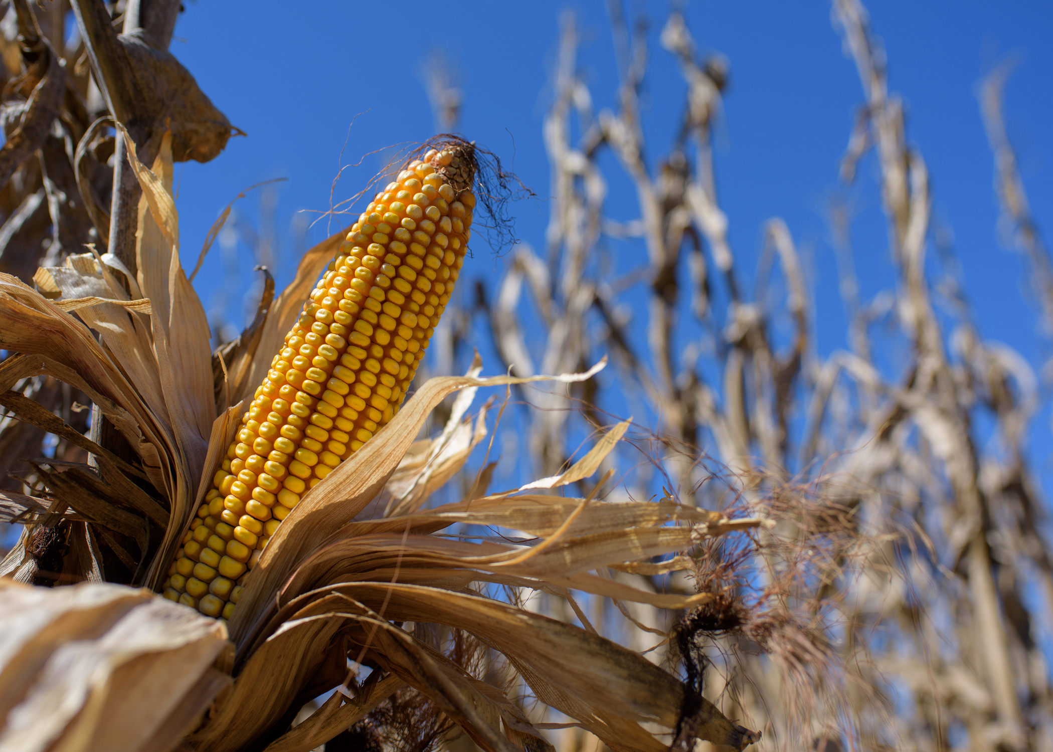 Corn Harvest Yields