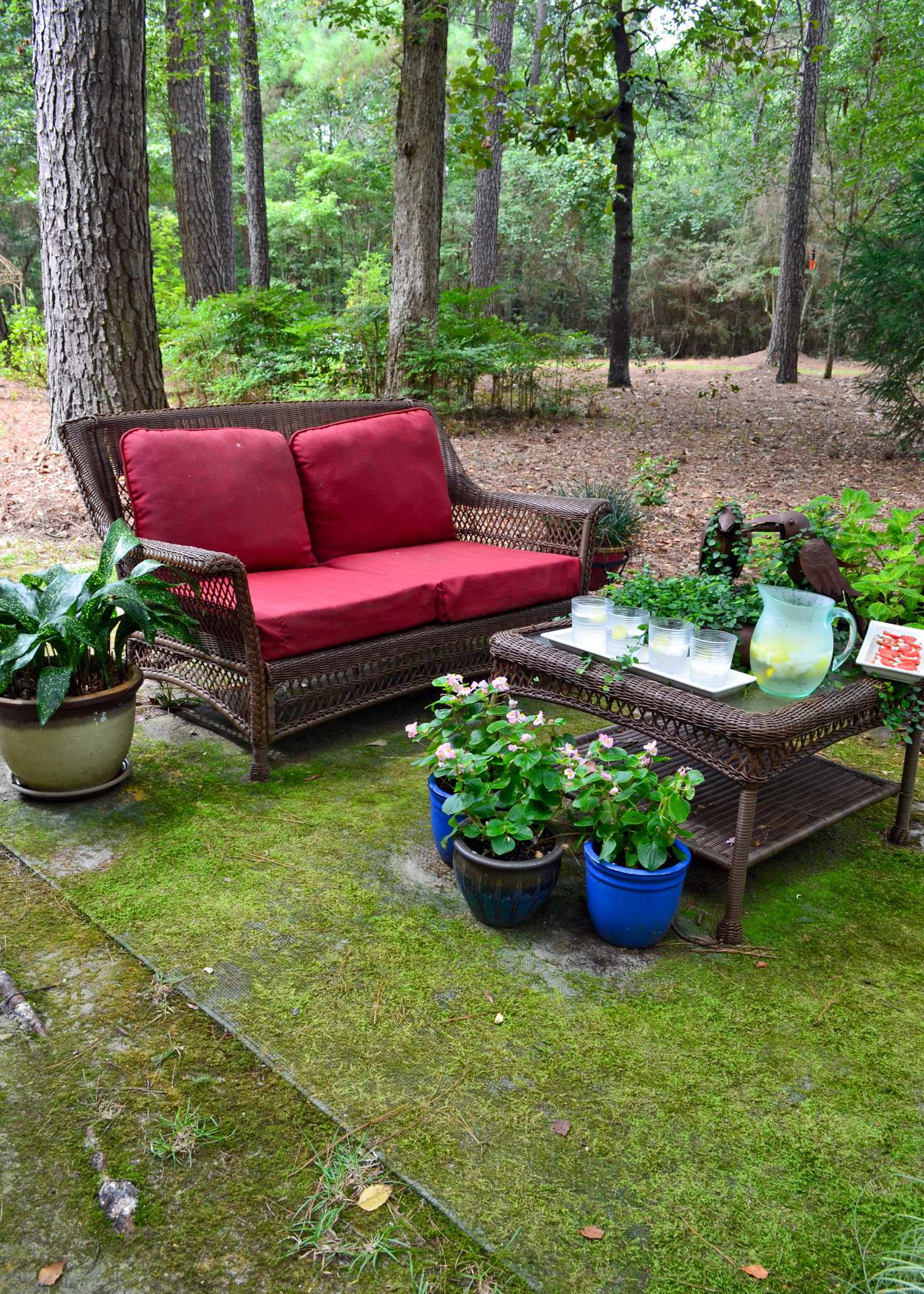 Shady, moist areas can become luxurious moss gardens | The Oxford Eagle