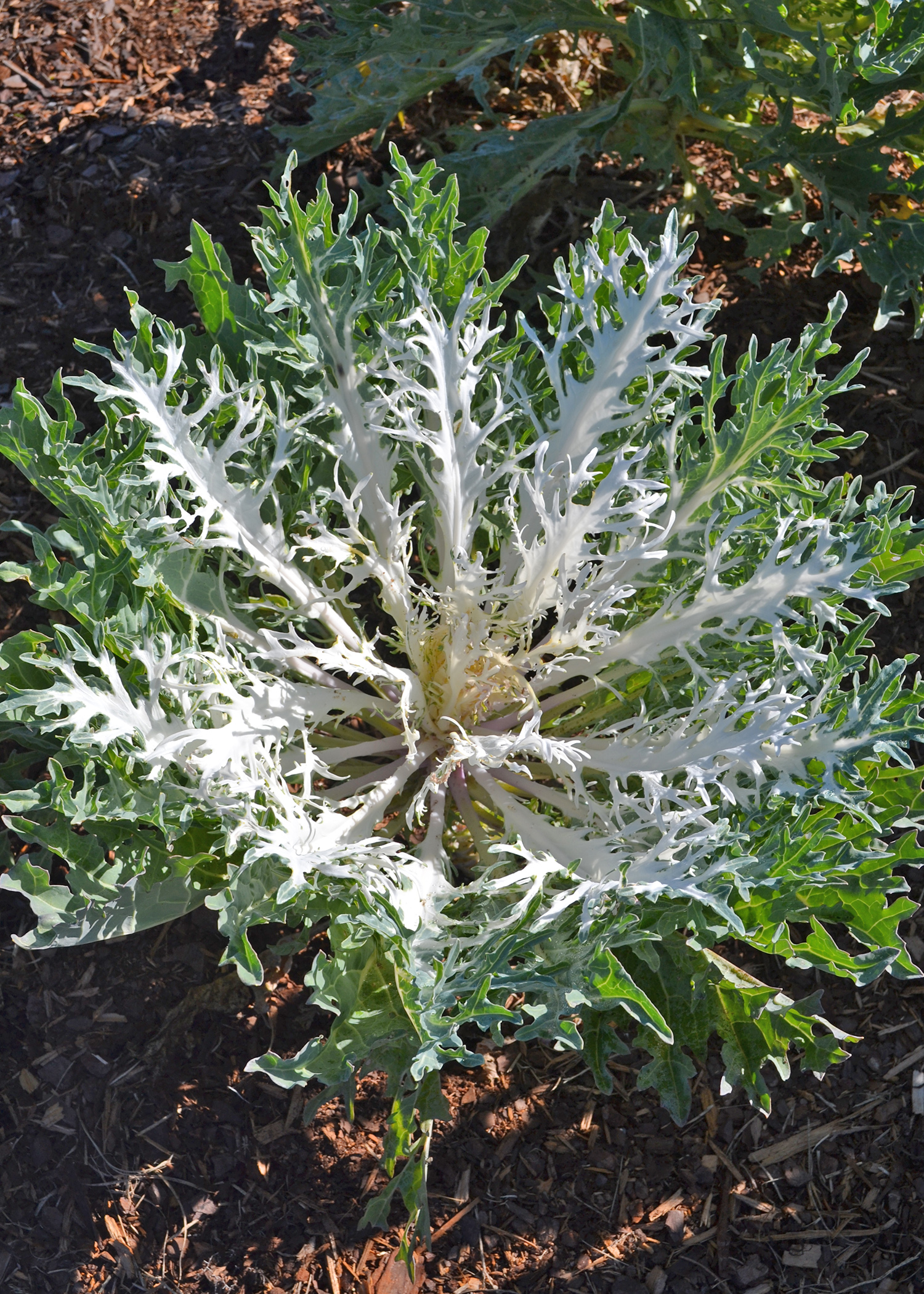 Select ornamental kale for garden color, produce | The Oxford Eagle