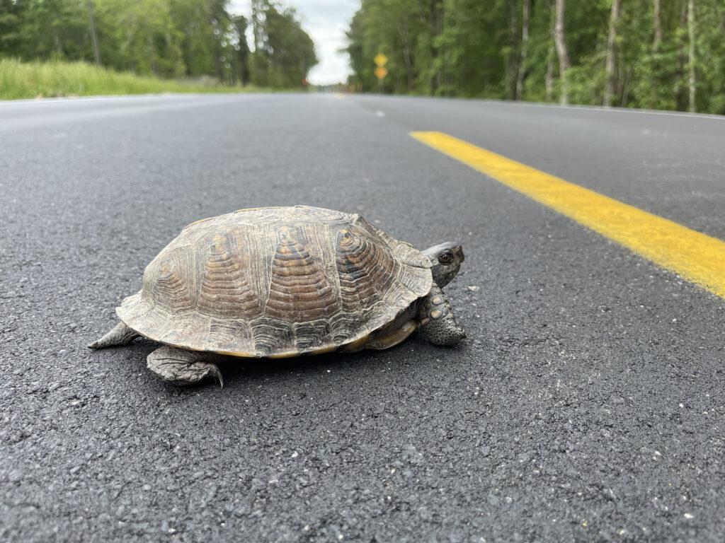 Why the turtle crosses the road - The Oxford Eagle | The Oxford Eagle