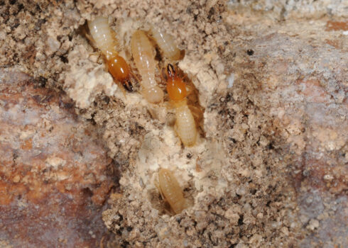 Formosan termite swarms threaten large part of state - The Oxford Eagle ...