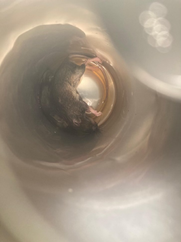 Oxford woman sues after finding dead mice in AriZona can - The Oxford ...